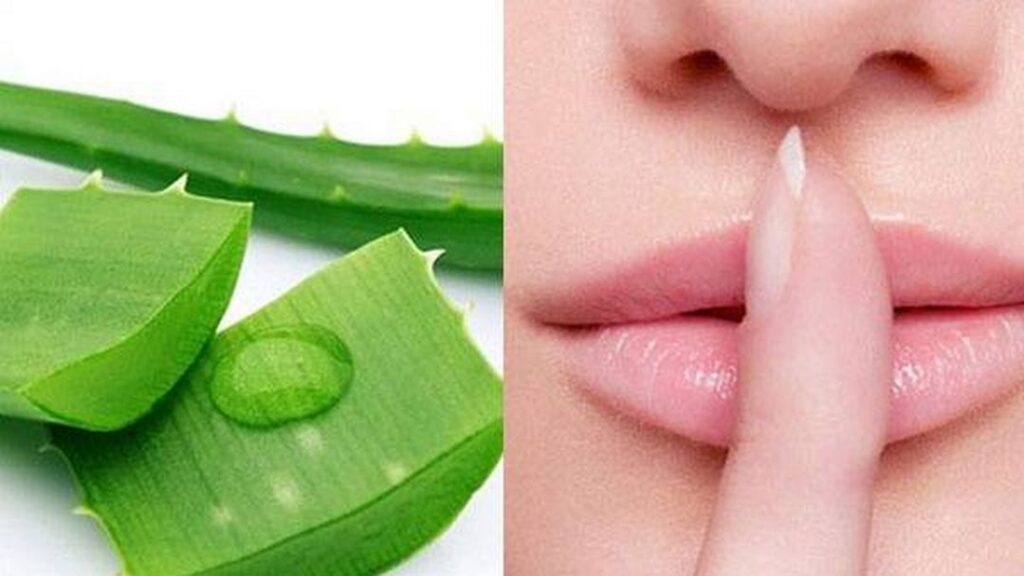 Cách Khử Thâm Môi Bằng Nha Đam Hiệu Quả & An Toàn - meovat247.net - Mẹo ...